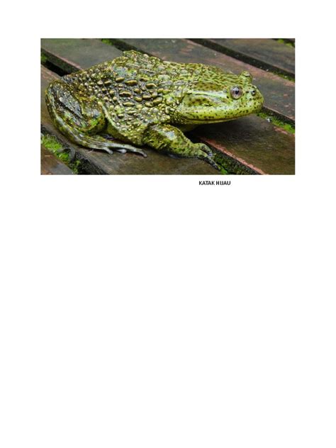 Katak Hijau Pdf