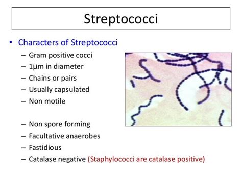 Streptococcusبكتريا عملي