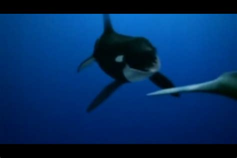 Sailing Savoir Faire Orcas Vs Sperm A Battle At Sea