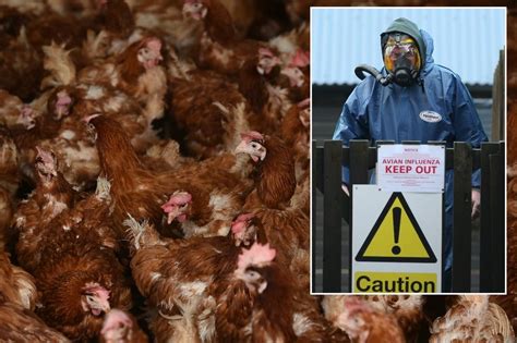 Bird Flu Outbreak First Case Of H5n1 Strain Confirmed At British