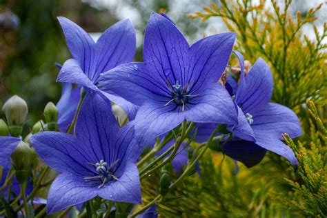 Platycodon Cultivation And Care Tips Edition Time