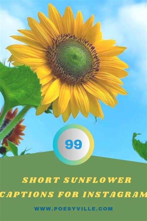101 Cute Short Sunflower Captions
