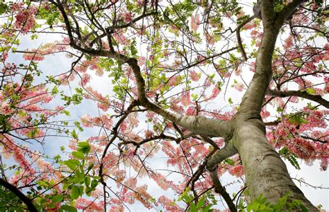 Cassia Javanica Apple Blossom Tree The Seed Vine