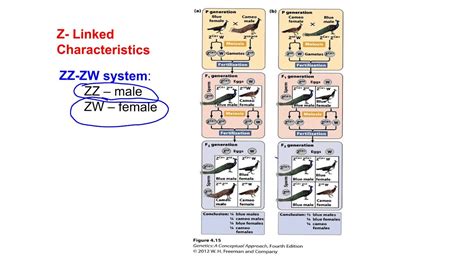 Ch4 2 Sex Linked Characteristics Youtube