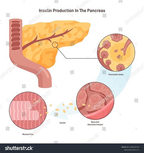 Insulin Produced By Which Gland At Joshua Lauver Blog