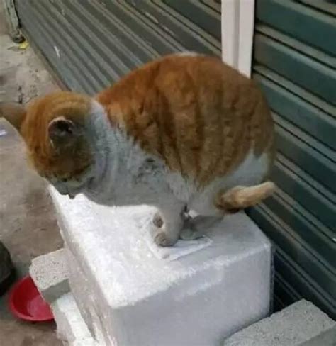 流浪猫一直待在别人丢弃的暖宝宝上取暖，看完真的心疼 知乎