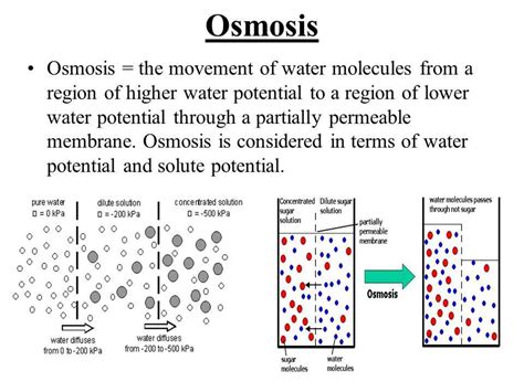 Unlocking The Answers To Diffusion And Osmosis Problems A
