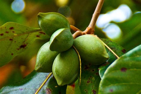 Indian almond facts and health benefits