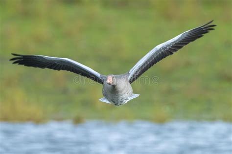 Flight Of Migrating Cranes In Cloud Sky Stock Photo Image Of Flying