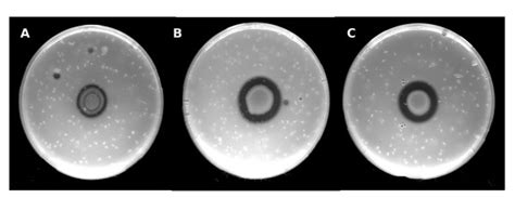 Proteolytic Activities Determined In The Appropriate Indicator Lb