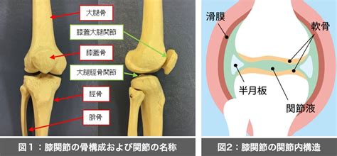 膝蓋骨を触ってみる 福岡香椎・千早 パーソナルヨガスタジオ Be Yoga ビーヨガ