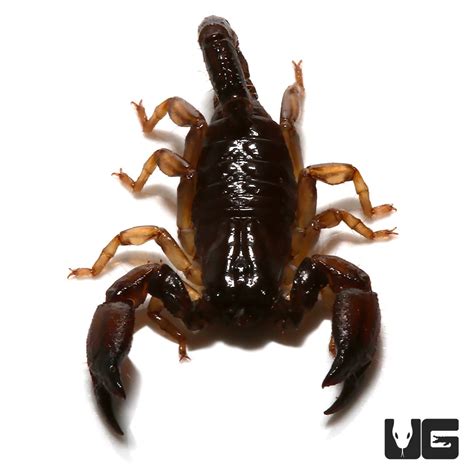 French Guiana Dwarf Scorpion Underground Reptiles
