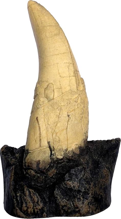 Root Fossil Or Claw Fossil