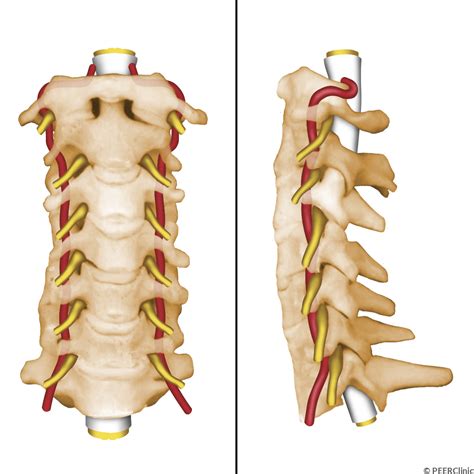 Vertebral Artery