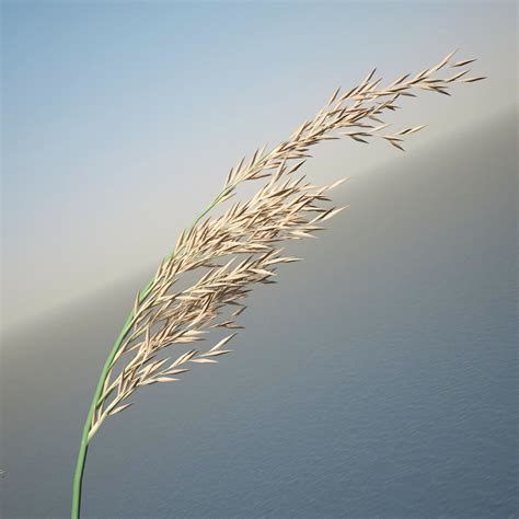 Common Reed Grass 3d Model 39 Obj Max Fbx Free3d