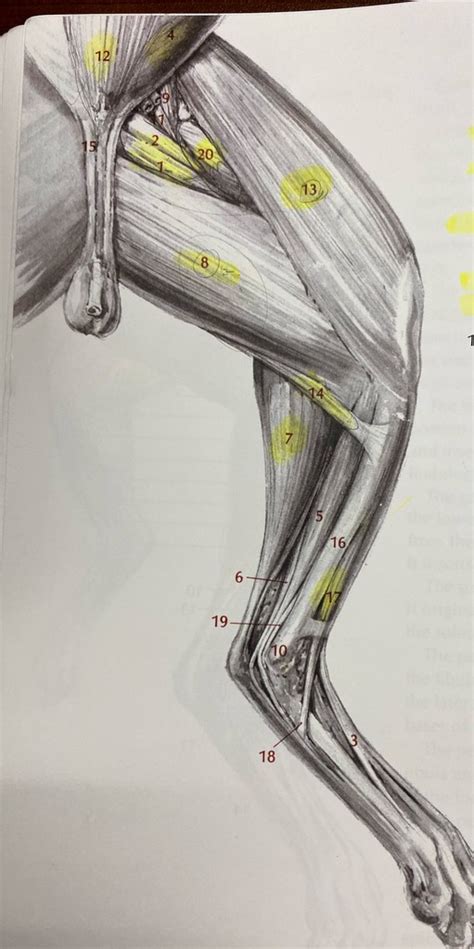 Hindlimb Front View Superficial Diagram Quizlet