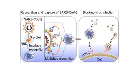 A Poly Aptamer Encoded Dna Nanocatcher Informs Efficient Virus Trapping Nano Letters