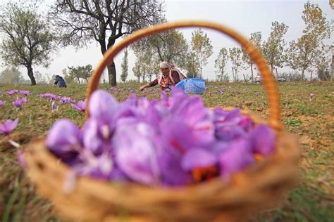 In Pics Saffron Harvesting In Kashmir