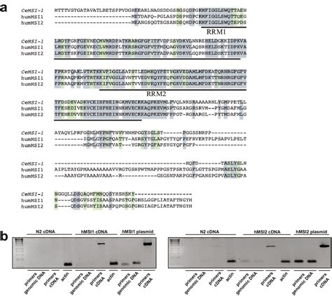 sequence alignment of c elegans and human musashi orthologues and
