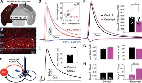 Figures And Data In Sensory Experience Inversely Regulates Feedforward And Feedback Excitation