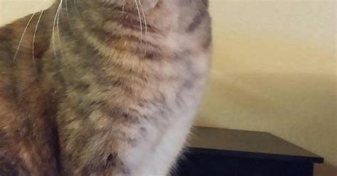 Meet Aveline Imgur
