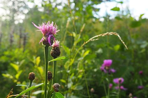 초원 수레 국화 Centaurea Jacea는 국화과 또는 Compositae과의 수레 국화 속의 종 인 들판 잡초 식물입니다