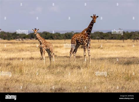 Reticulated Giraffe Giraffa Camelopardalis Reticulata Mother And Calf