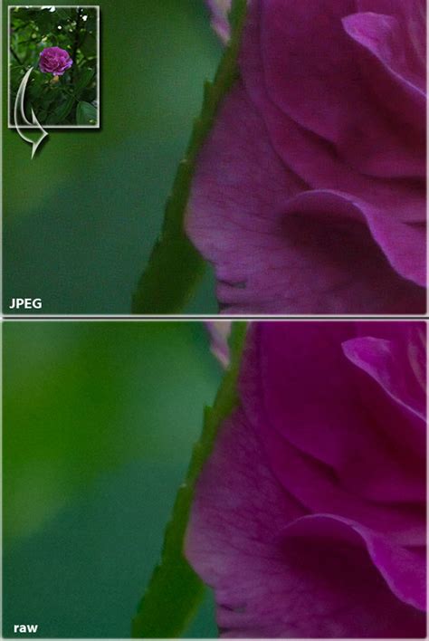Panasonic Lumix Dmc G10 Photo Samples Cnet