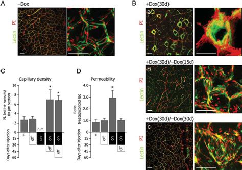 Analysis Of The Microvasculature In Muscles Injected With The Inducible Download Scientific