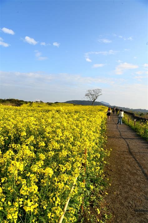뒤늦게 피어 더 반가운 제주 벚꽃 연인들 가슴 핑크로 물들다 최현태 기자의 여행홀릭 세계일보
