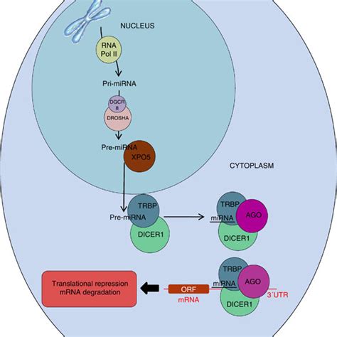 Aberrant Dna Methylation Patterns In Human Cancer Heavily Methylated