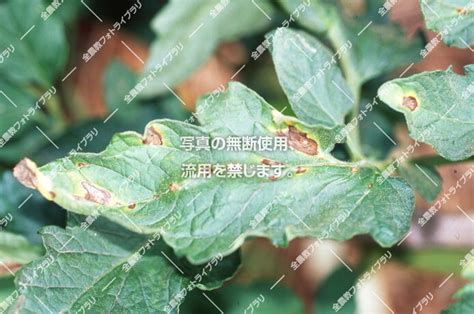 トマト輪紋病 全農教フォトライブラリ