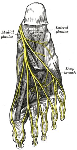 Anatomy Of Foot Flashcards Quizlet