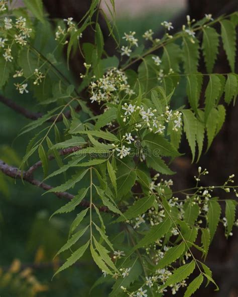 Azadirachta Indica Commonly Known As Neem Nimtree Or Indian Lilac