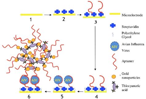Schematic Illustration Of The Microelectrode Based Impedance Assay For
