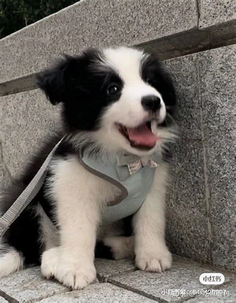 为什么说“狗改不了吃屎” 知乎