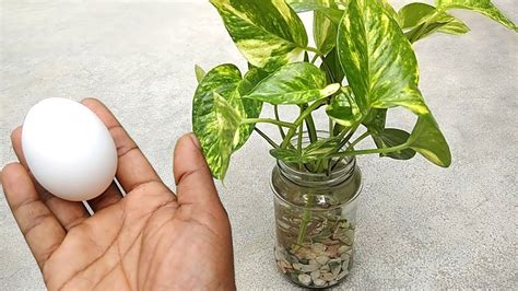 Natural Fertilizers For Plants Homemade