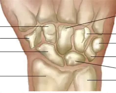 Carpal Bones Diagram Quizlet