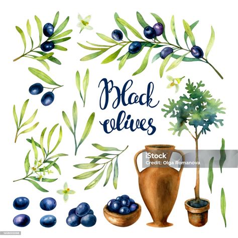 손으로 그린 수채화 물감은 검은 올리브 기름 흰색 배경에 분리된 꽃으로 설정되었습니다 이탈리아 음식에 대한 스톡 벡터 아트 및 기타 이미지 이탈리아 음식 회화 수채화