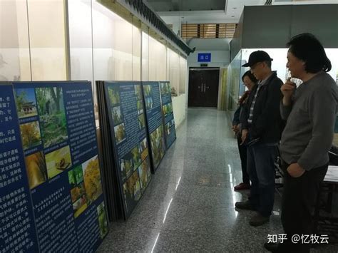 一个既有规模又有品质的千年古银杏图文展全国首现古枰忆君 知乎
