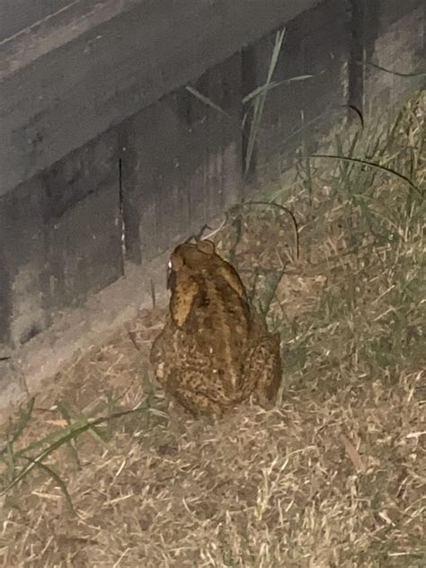 Is This A Cane Toad Or Totally Different Found In My Yard In Brisbane