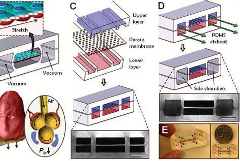 Figure From Chip Reconstituting Organ Level Lung Functions On A Semantic Scholar