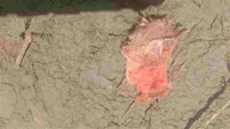 ခင်ဦးမြို့နယ်တွင် စစ်ကြောင်းကို မိုင်းဆွဲတိုက်ခိုက်မှု စစ်သားများ ထိခိုက် သေဆုံးမှုရှိ၊ ဝန်းသိုမ