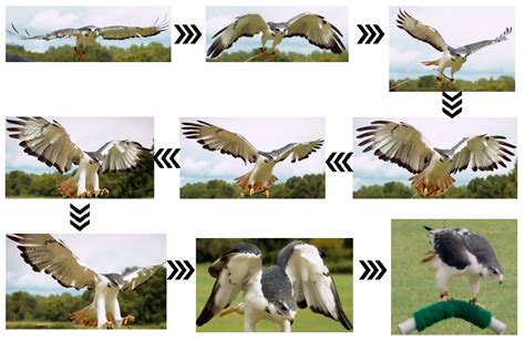 Structural Design And Kinematic Modeling Of Highly Biomimetic Flapping Wing Aircraft With