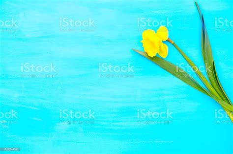 텍스트 위한 공간을 가진 파란 그려진된 나무 판자에 봄 노란 수 선화 결혼식에 대한 스톡 사진 및 기타 이미지 결혼식 공란