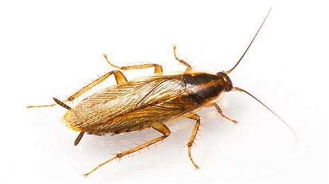 German Cockroach Ocg Pest Control And Termite Prevention Services Free