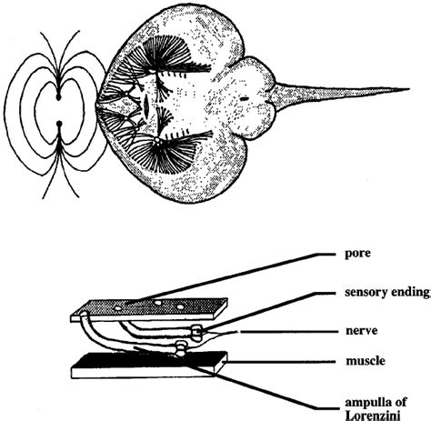 The Ampulla Of Lorenzini Found In The Skin Of Many Species Of Skates
