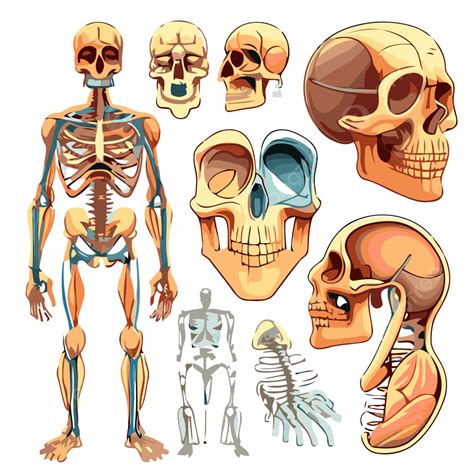 Human Skeleton Cartoon