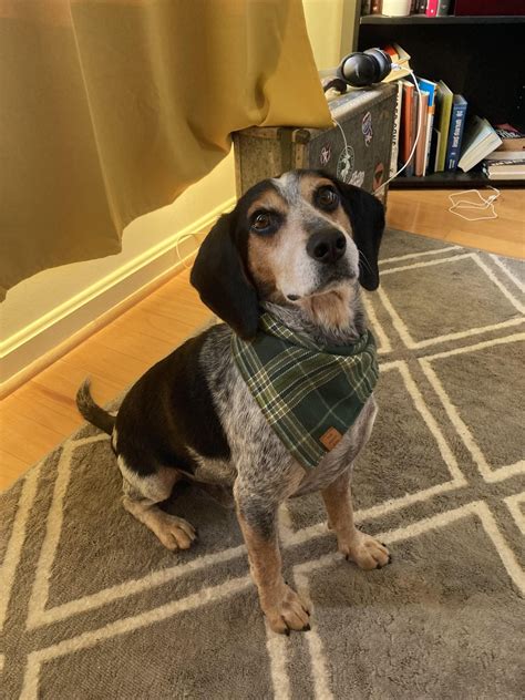 Oliver The Blue Tick Beagle Rbeagle