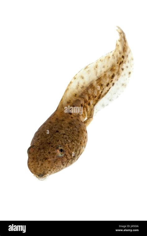 Kaulquappe Des Grünen Frosch Auf Dem Weißen Hintergrund Isoliert